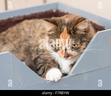Ginger cat resting in bed Stock Photo - Alamy