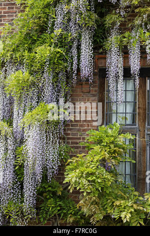 Wisteria in the garden at Goddards, North Yorkshire. An arts and crafts ...