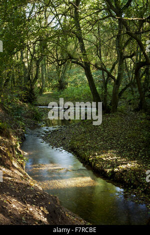 Downs Banks Brook meandering through woodland at Downs Bank ...