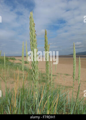 Sandy beach at Sandscale Haws Nature Reserve, managed by the National ...