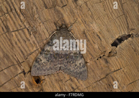 French red underwing, Pappelkarmin, Pappel-Karmin, Catocala elocata, la ...