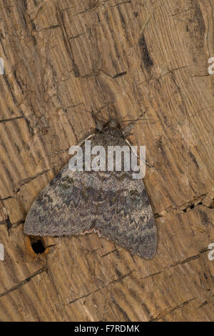 French red underwing, Pappelkarmin, Pappel-Karmin, Catocala elocata, la ...