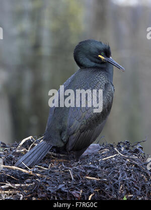 Shag, East Yorkshire, England Stock Photo - Alamy