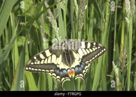 Swallowtail butterfly, taken at Catfield Fen National Nature Reserve ...