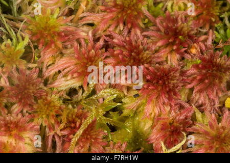A red bog-moss, Sphagnum subnitens, at about 300m on the north slopes ...