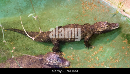 crocodiles lie in water and wait production Stock Photo - Alamy