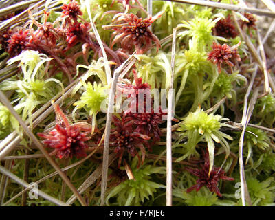 Red moss Sphagnum rubellum a peat moss Stock Photo - Alamy