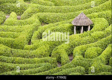 Laurel maze, planted in 1833 by Alfred Fox, using Prunus laurocerasus ...