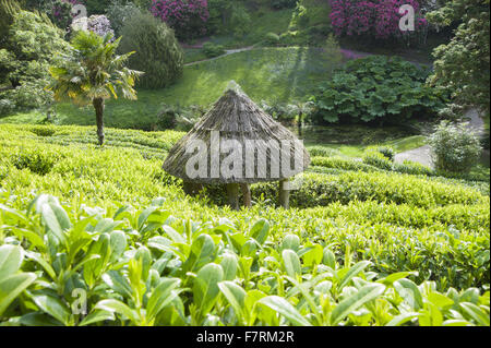 Laurel maze, planted in 1833 by Alfred Fox, using Prunus laurocerasus ...