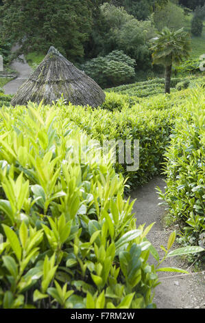 Laurel maze, planted in 1833 by Alfred Fox, using Prunus laurocerasus ...