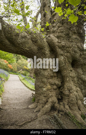 Giant tulip tree, Liriodendron tulipifera, planted by Alfred Fox above ...