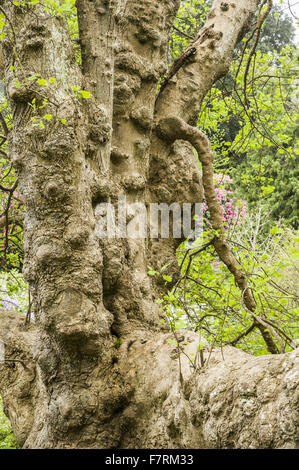Giant tulip tree, Liriodendron tulipifera, planted by Alfred Fox above ...
