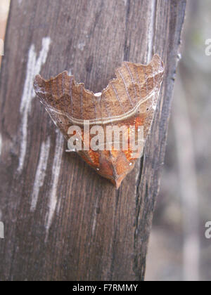 The Herald Moth (Scoliopteryx libatrix) adult at rest on bark, in ...