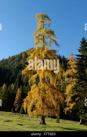 Larch trees in autumn colors and mountains reflecting in a mountain ...