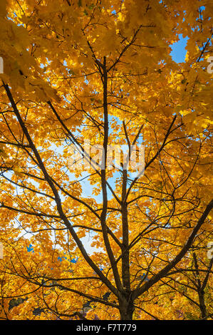 Yellow foliage of maple tree in autumn park "Oleksandriya" in Bila ...