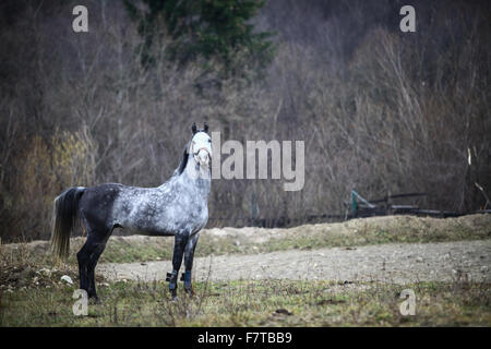 Color image of a lonely gray horse Stock Photo - Alamy