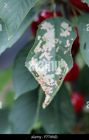 Pear and Cherry slug worm on cherry leaf Stock Photo - Alamy