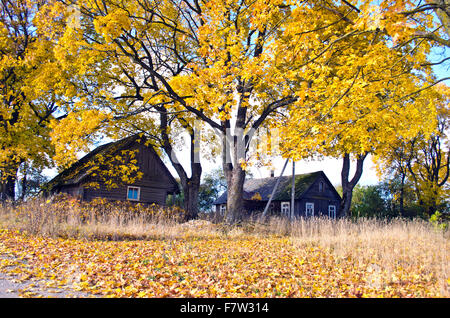 Old wooden house with maple trees at autumn in Suzdal, Russia Stock ...
