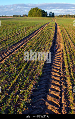 Beautiful scenery of tracks in a field of wheat in France under a ...