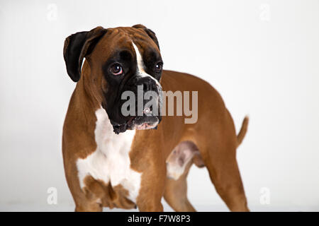 German Fawn-colored Boxer dog, pure breed on white background Stock ...