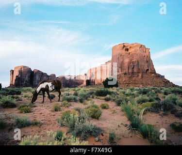 Wild horse in the Utah desert in spring Stock Photo - Alamy