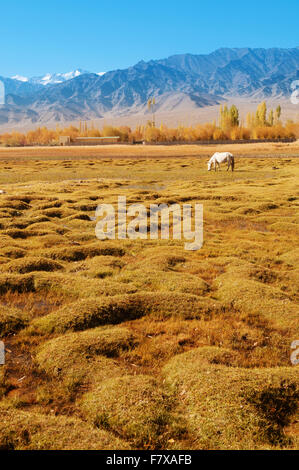 Holy Fish Pond at Shey Monastery, Leh Ladakh, India Stock Photo - Alamy