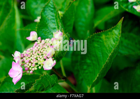 HYDRANGEA WITH GREEN BOTTLE FLY Stock Photo - Alamy