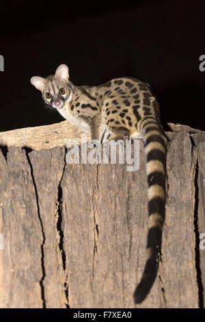 Rusty-spotted Genet (Genetta maculata) adult, yawning, sitting on beam ...