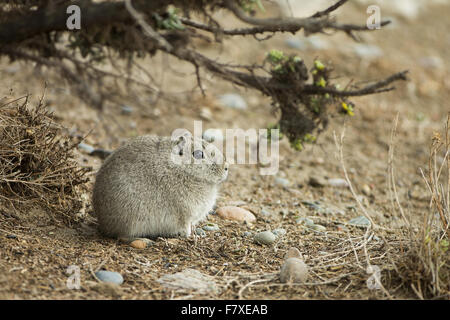 Southern Mountain Cavy (Microcavia australis) adult, feeding on bush ...