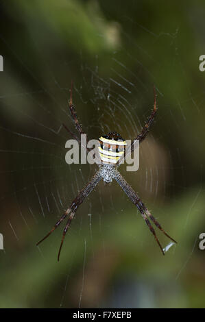 Multicoloured St. Andrew's Cross Spider (Argiope versicolor) adult ...