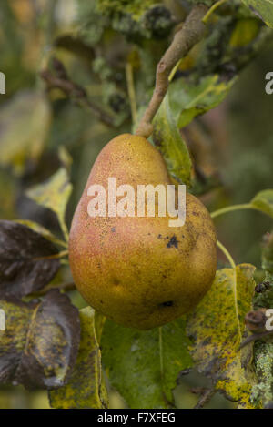Fruit deformity on Doyenne du Comice pear caused by pear stony pit ...