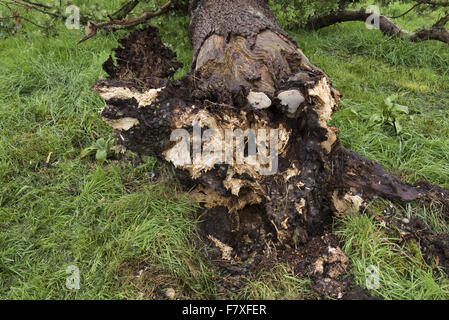 Fallen oak tree rotting and killed by several fungal pathogens with ...