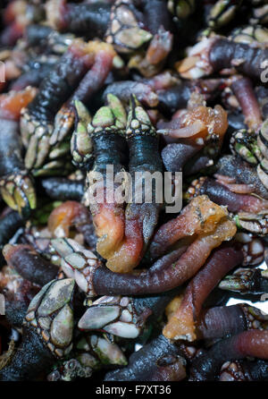 Percebes or Goose Barnacles on sale at Ribera market in Bilbao Stock ...