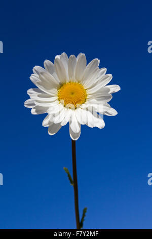 Close up of chrysanthemum against blue background Stock Photo - Alamy