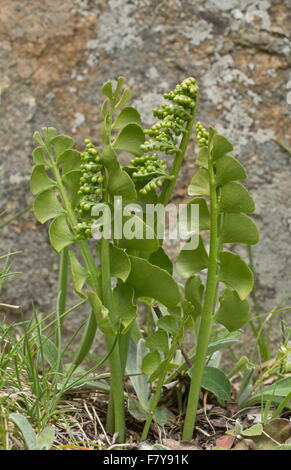 Moonwort (Botrychium lunaria) fronds and spore-bearing spikes Keen of ...