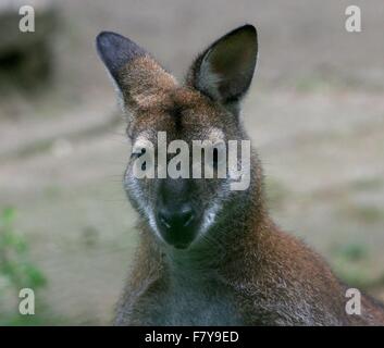 Close-up of a East Australian / Tasmanian Red necked wallaby or Bennett ...