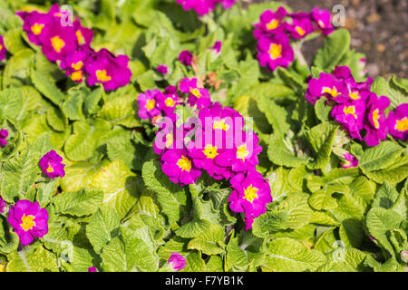 Purple primula 'Crescendo Rose' flowering in spring at RHS Gardens ...