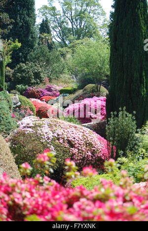 Azaleas in Rock Garden at Leonardslee Gardens Stock Photo - Alamy