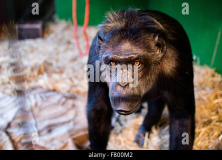 Celle, Germany. 3rd Dec, 2015. Robby the chimpanzee in his enclosure at ...
