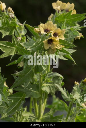 Henbane, Hyoscamus niger, black henbane, stinking nightshade in flower ...