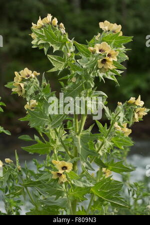Henbane, Hyoscamus niger, black henbane, stinking nightshade in flower ...