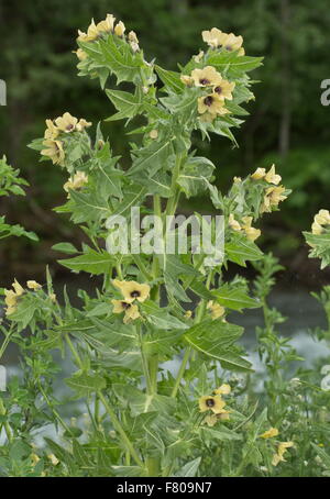 Henbane, Hyoscamus niger, black henbane, stinking nightshade in flower ...