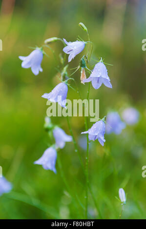 A harebell, Sweden Stock Photo - Alamy