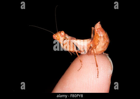 European Dwarf Mantis, female, Kleine Fangschrecke, Weibchen, Ameles ...