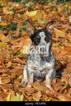 Smooth Fox Terrier Stock Photo - Alamy