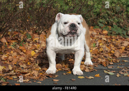 english bulldog in autumnal leaves Stock Photo - Alamy