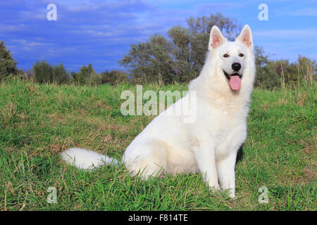 White swiss Shepard, white dog portrait and sunlight Stock Photo - Alamy