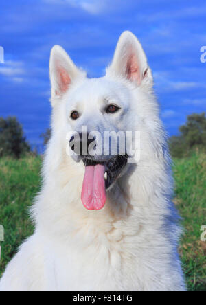 White swiss Shepard, white dog portrait and sunlight Stock Photo - Alamy