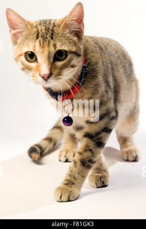 A striped brown and white tabby cat is walking across a walkway lined ...
