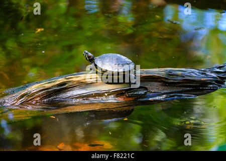 Florida freshwater Turtle, a native species to the swamps and Stock ...